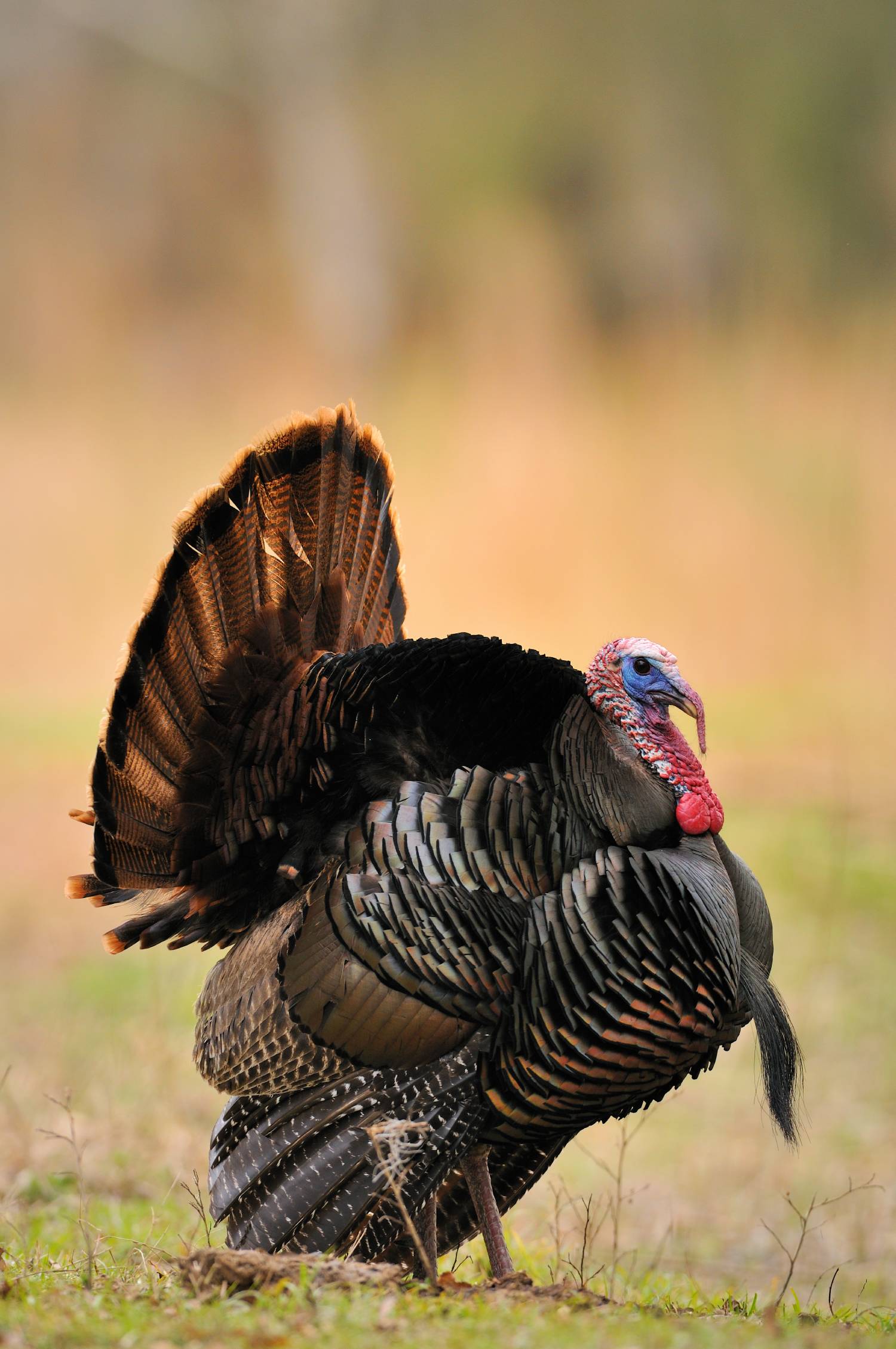 How to Hunt Silent Turkeys - Hunting Gobblers | Mossy Oak